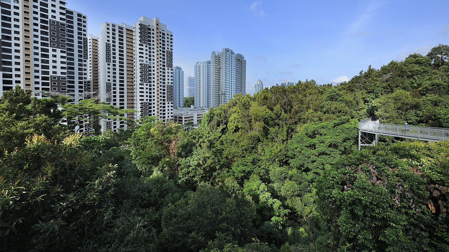 Rewilding: the cities bringing nature back | Modus | RICS